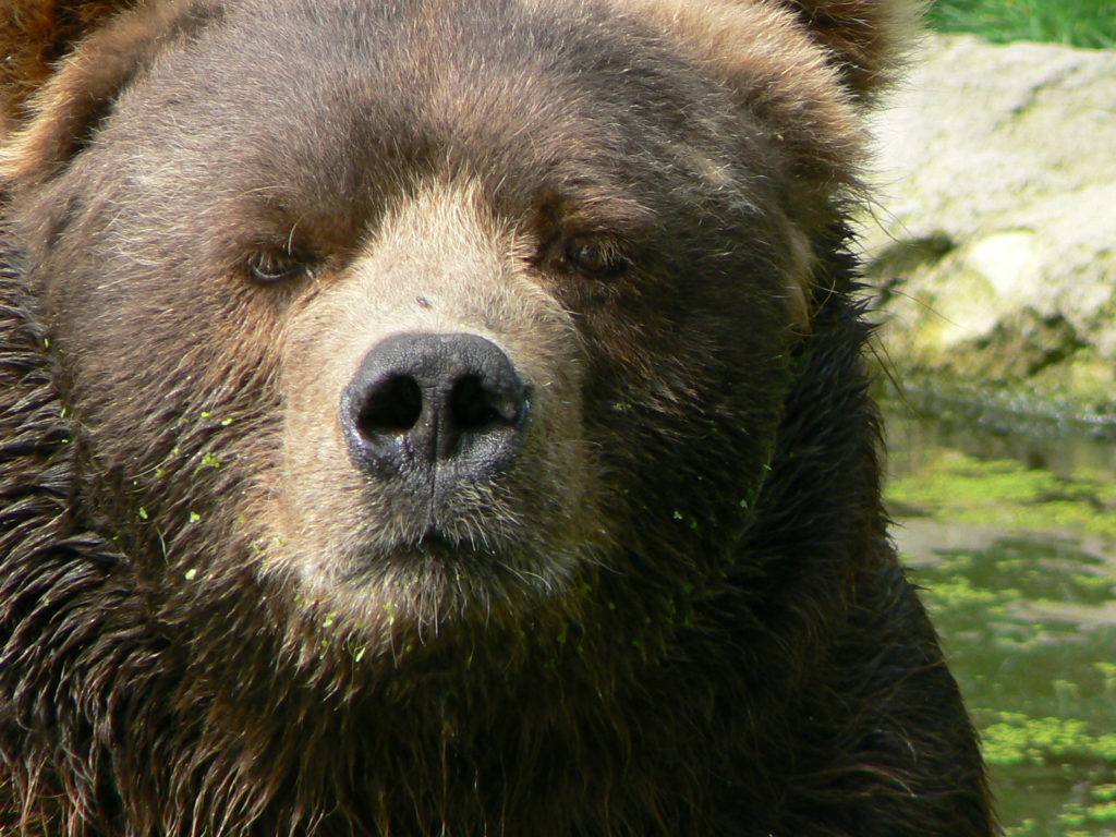 The bear symbolizes power, strength and a quiet confidence - Angela ...